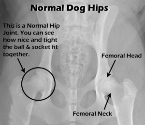 Legg-Calve-Perthes Disease | DogExpress