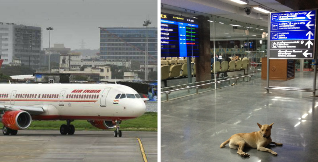 Stray Dogs On Runway Pose Threat To Flights In Ahmedabad | DogExpress