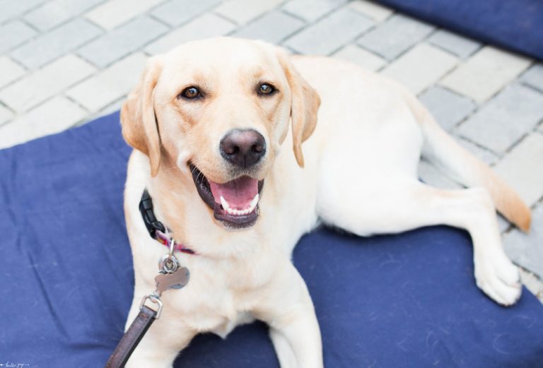 What’s Your Pet Dog’s Body Type According To Ayurveda? | DogExpress