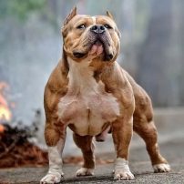 Introduction to Chocolate Pitbull The Rarest Dog | DogExpress