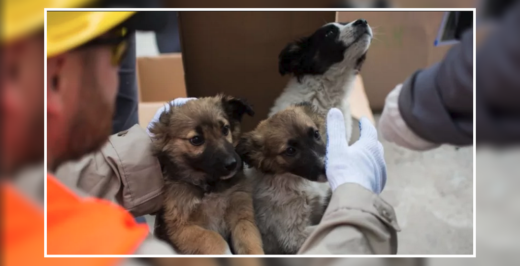 Dozen Of Homeless Dogs Will Be Up For Adoption In The US | DogExpress