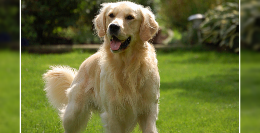 4 Tips To Boost Your Dog's Immune System | DogExpress