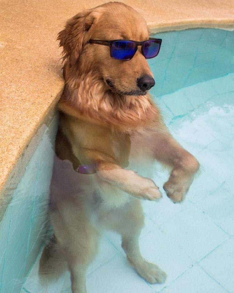 9 Funny Dogs Who Love Water | DogExpress