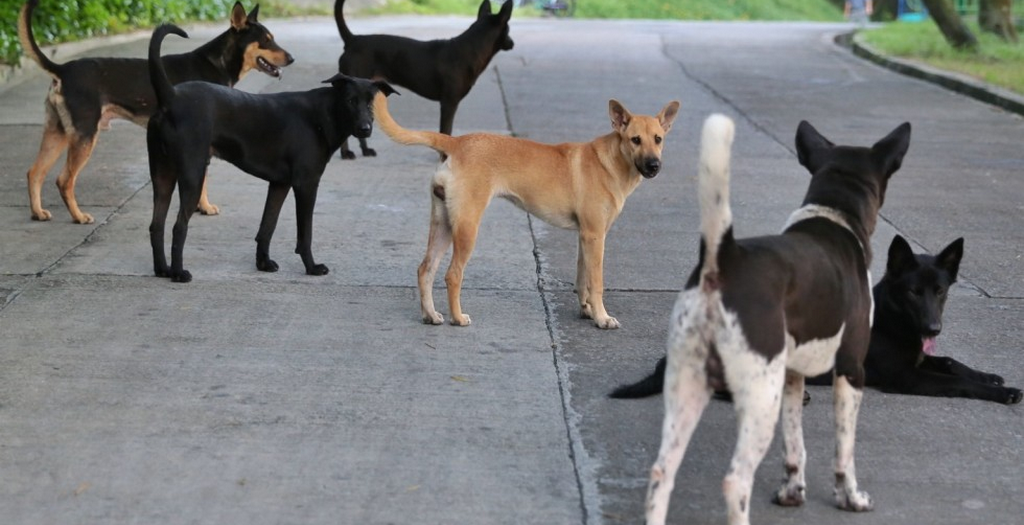 Culling of stray dog | DogExpress
