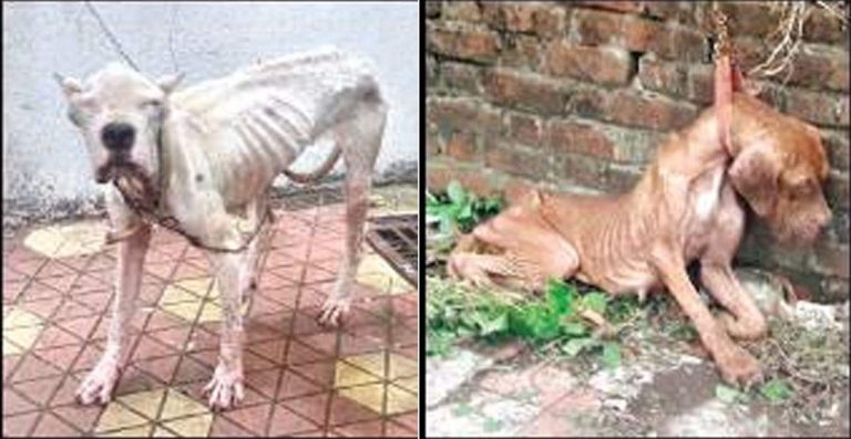 9 Dogs In Poor Condition Rescued From A Bungalow In Mumbai | DogExpress