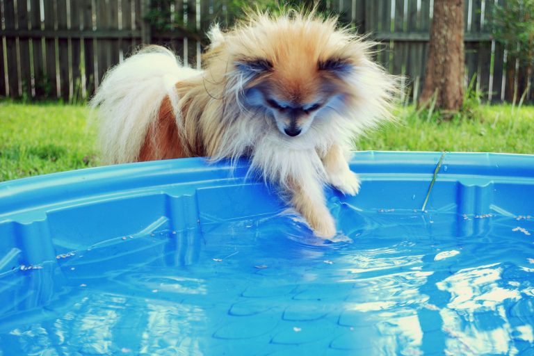 9 Funny Dogs Who Love Water | DogExpress