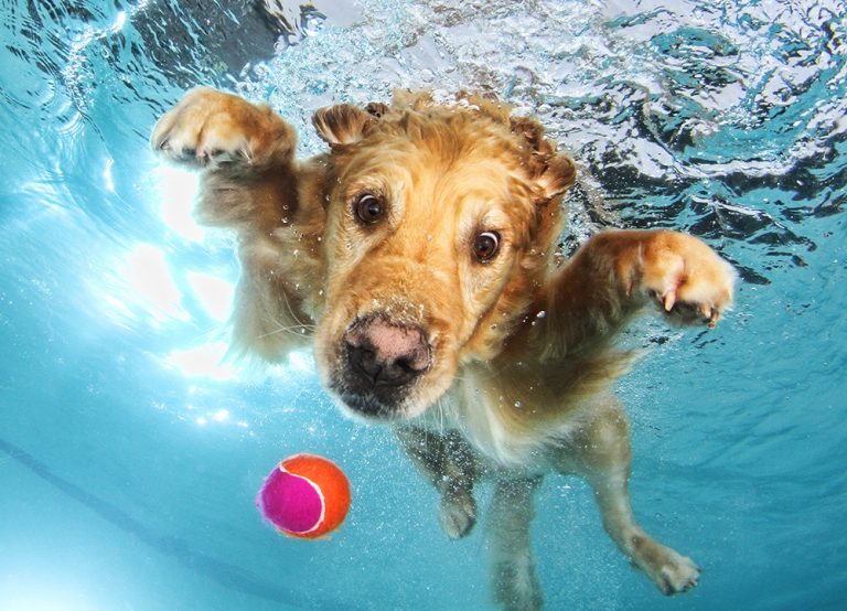9 Funny Dogs Who Love Water | DogExpress