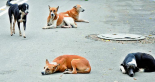How Much A Pomeranian Puppy Costs In India? | DogExpress