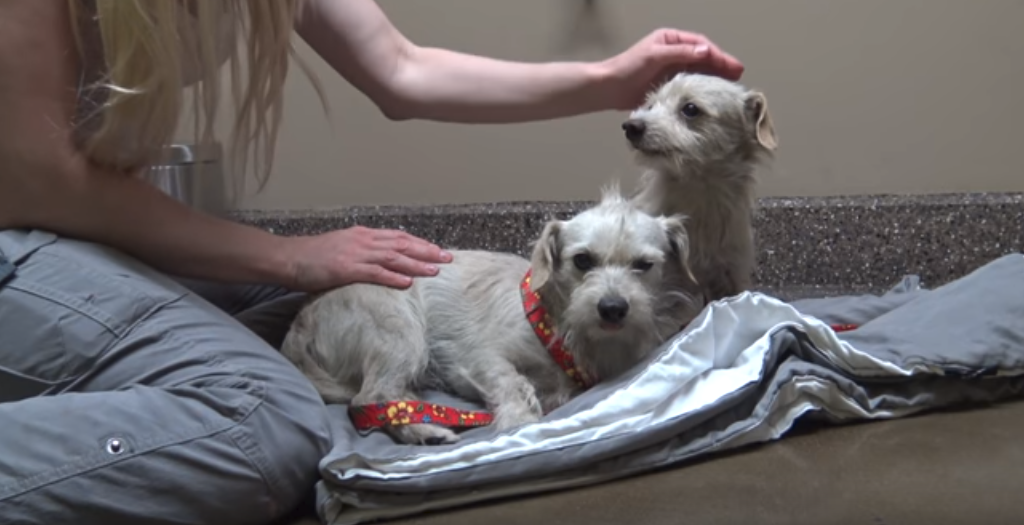 Hope For Paws Rescues Two Homeless Dogs From A Schoolyard | DogExpress