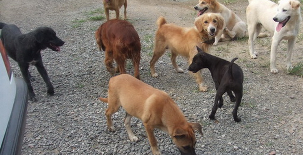 2 Acres Of Land Given To Extend City’s Dog Pound In Panchkul