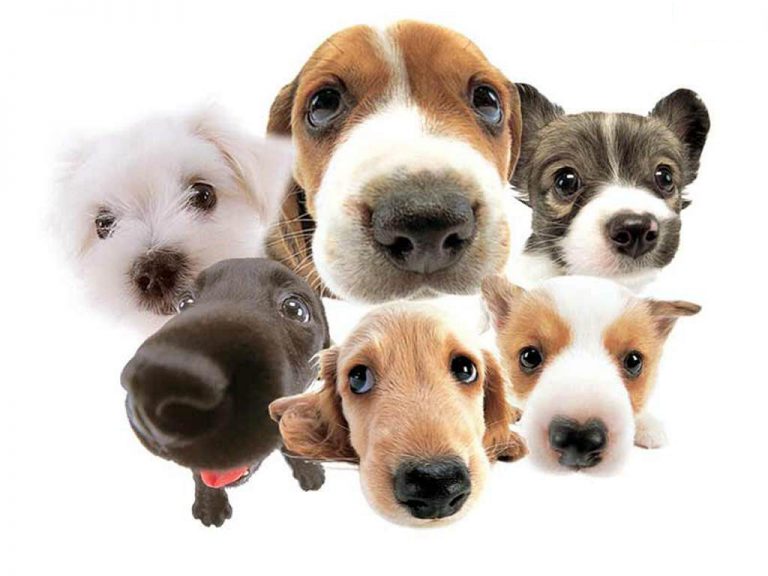10 Amazing Facts about Dogs | DogExpress