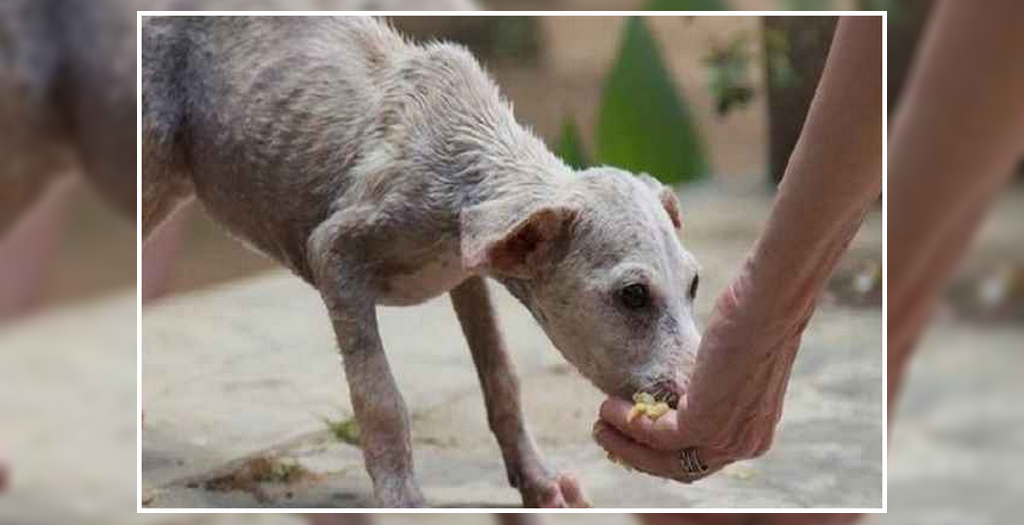 Feeding stray dogs | DogExpress