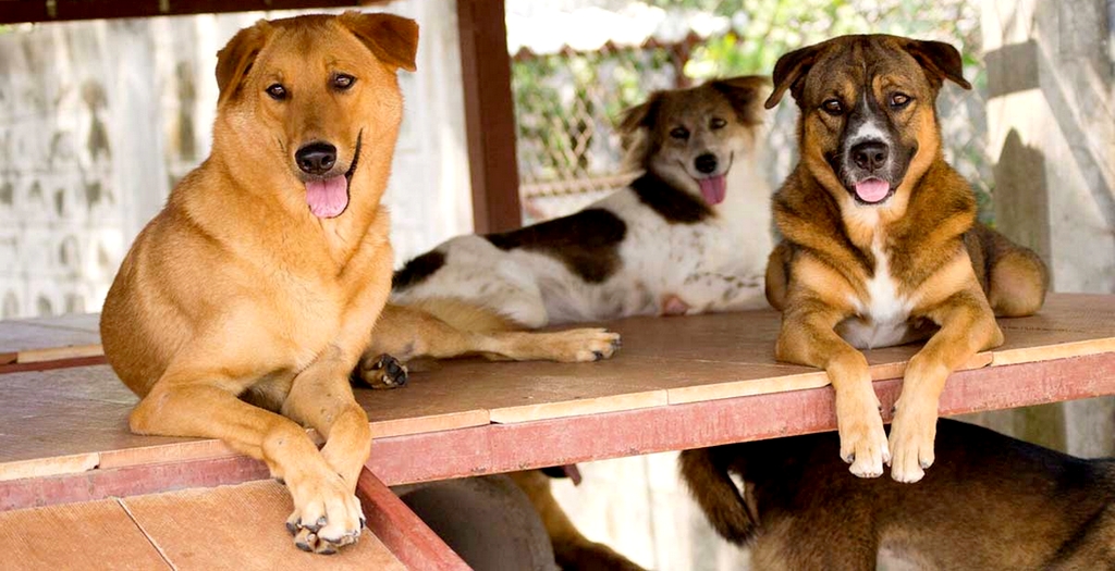 Patiala MC Will Allow People To Legally Adopt Stray Dogs | DogExpress