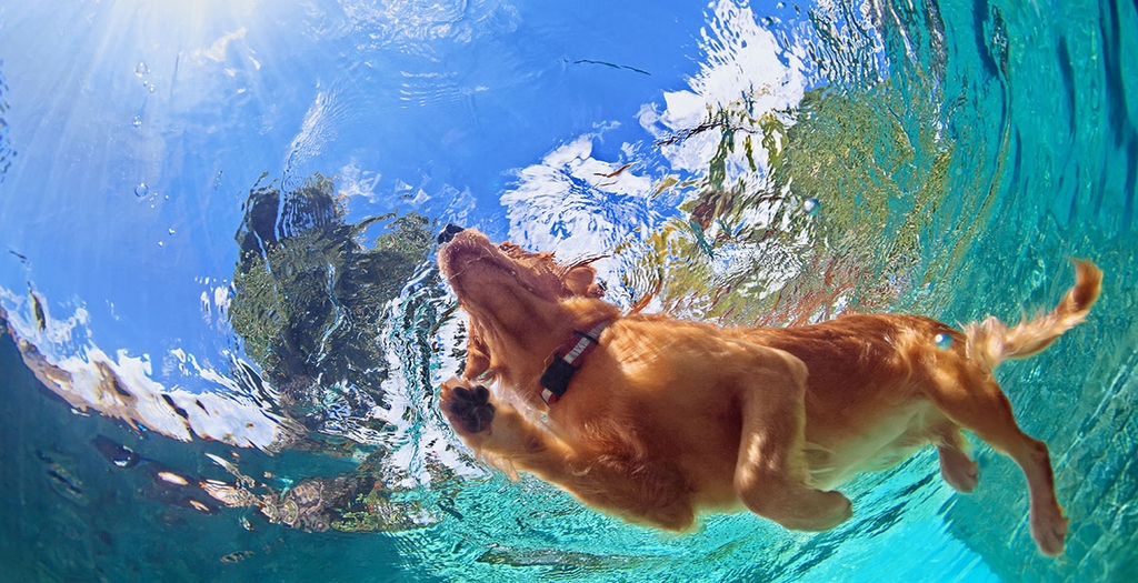 How To Teach Your Puppy To Swim? - DogExpress