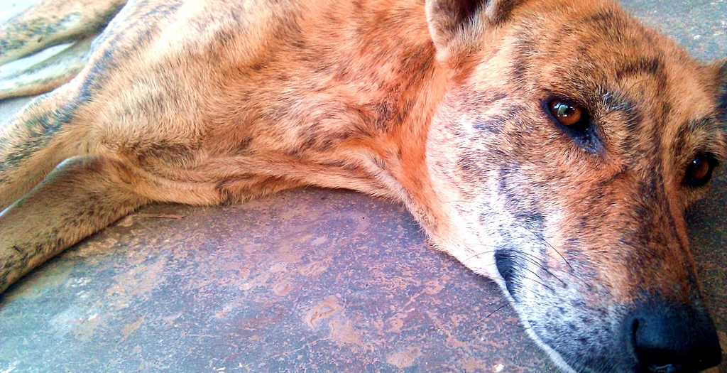 Stray dog shot dead | DogExpress