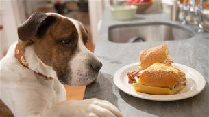 5 Ways To Prevent Allergies In Dogs | DogExpress