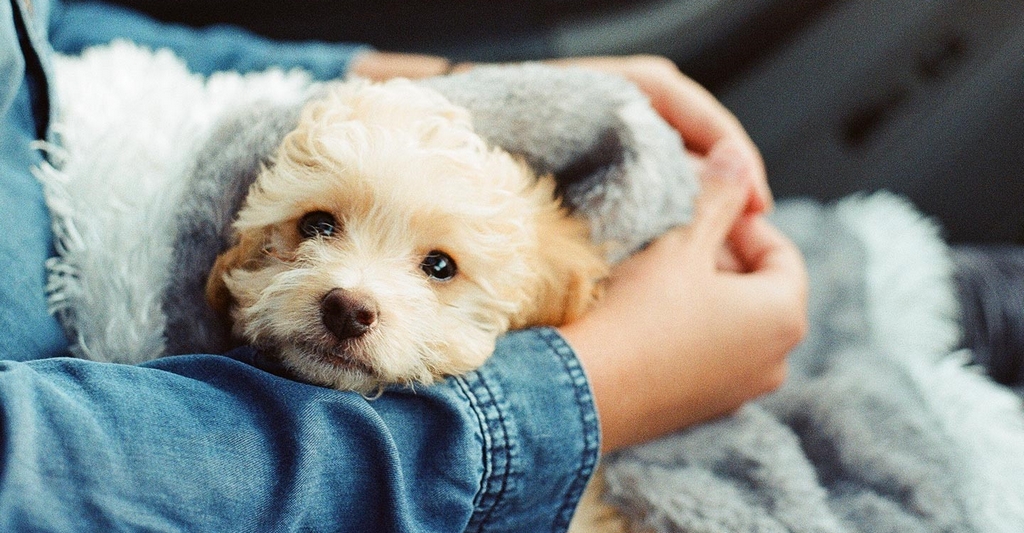 5 Ways To Prevent Allergies In Dogs | DogExpress
