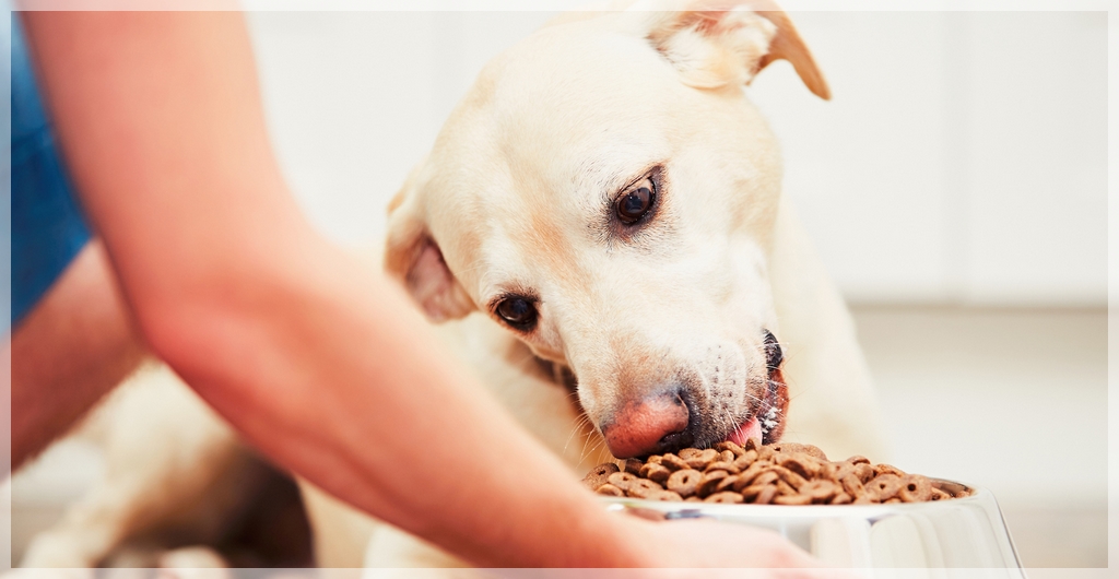 Top 10 Best Dog Foods: Choosing what's right for your pup | DogExpress