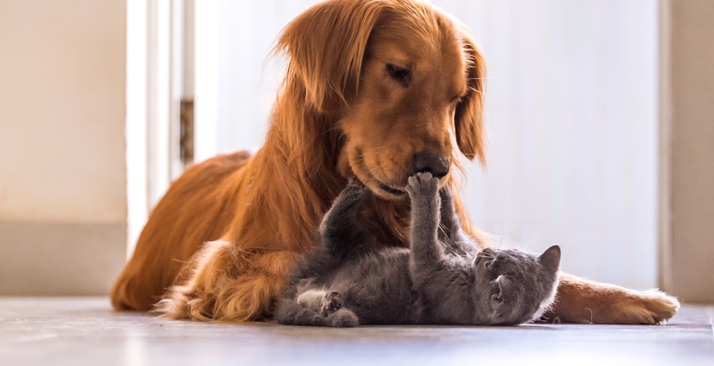 Must-Have Pet Supplies For Your Cats And Dogs | DogExpress