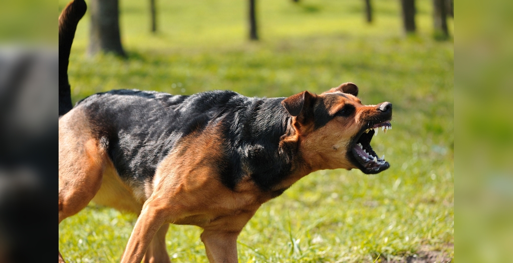 Tips To Avoid A Dog Attack | DogExpress
