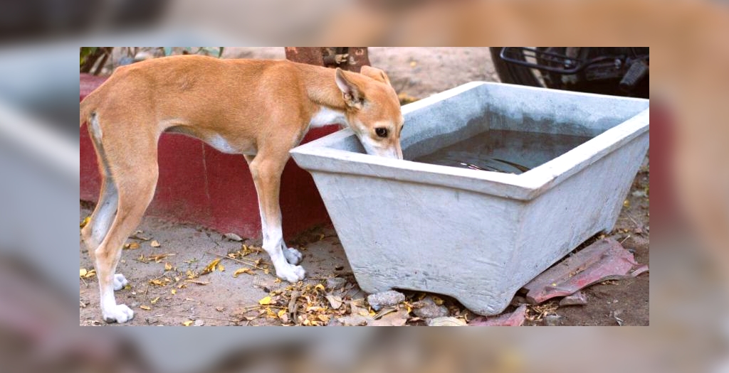 Jaipur Municipal Corporation To Install Water Tanks For Dogs