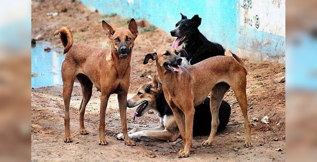Dogs Maul 6 Year Old Boy To Death, Mother Injured in Bhopal