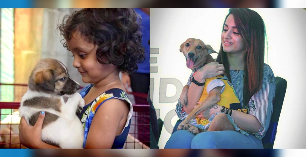 Indie Dogs Shine At The Great Indian Dog Show 2019