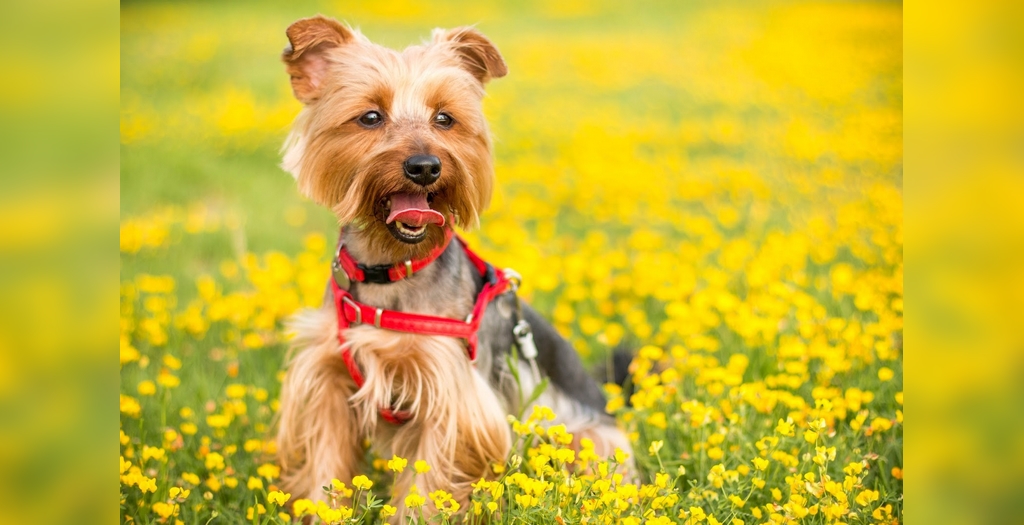 Curiosities And Care Of The Yorkshire Breed | DogExpress