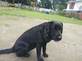 Indian Army Dog Jari Leads Troops To Hidden Explosives