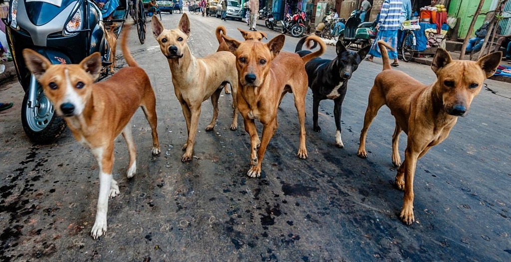 BBMP Plans To Sterilize Female Stray Dogs To Control