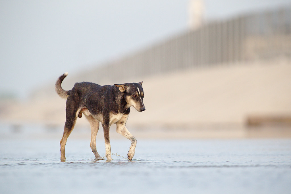 Four Detained For Whipping Stray Dog In Gorwa | DogExpress