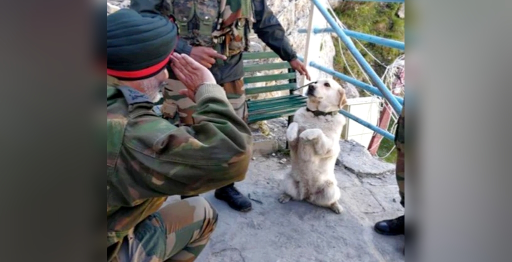 Picture Of Dog Saluting Top Army Commander Goes Viral | DogExpress
