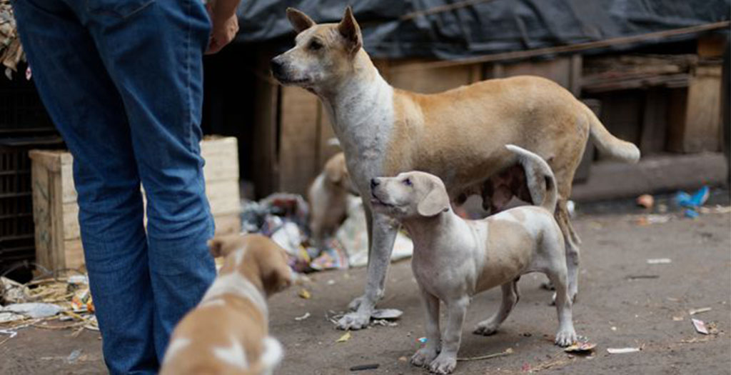 Even Stray Dogs Understand Human Cues | DogExpress