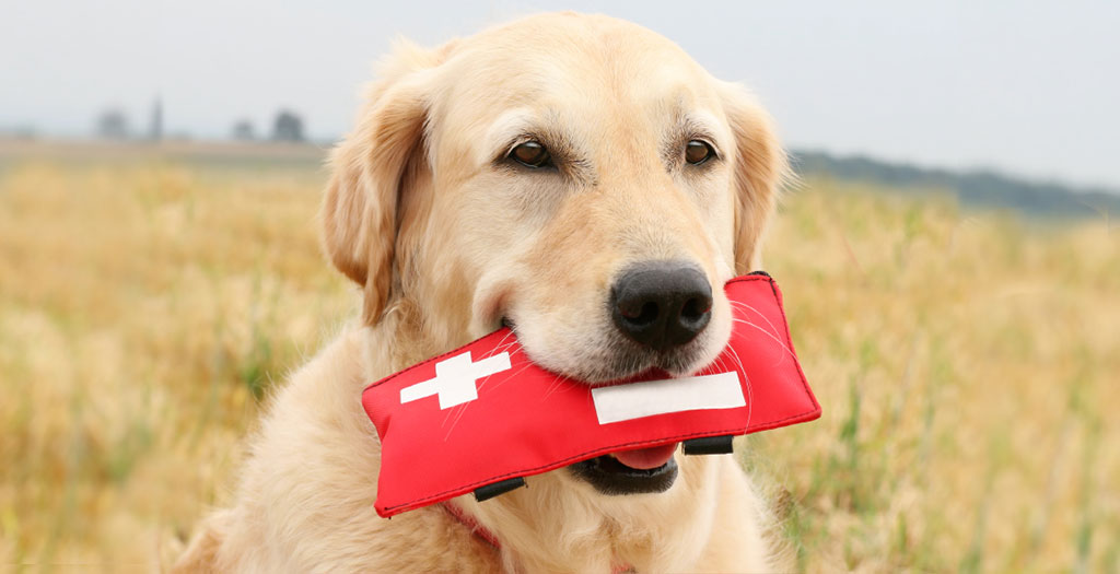 First Aid Tips for Dog Owners | DogExpress