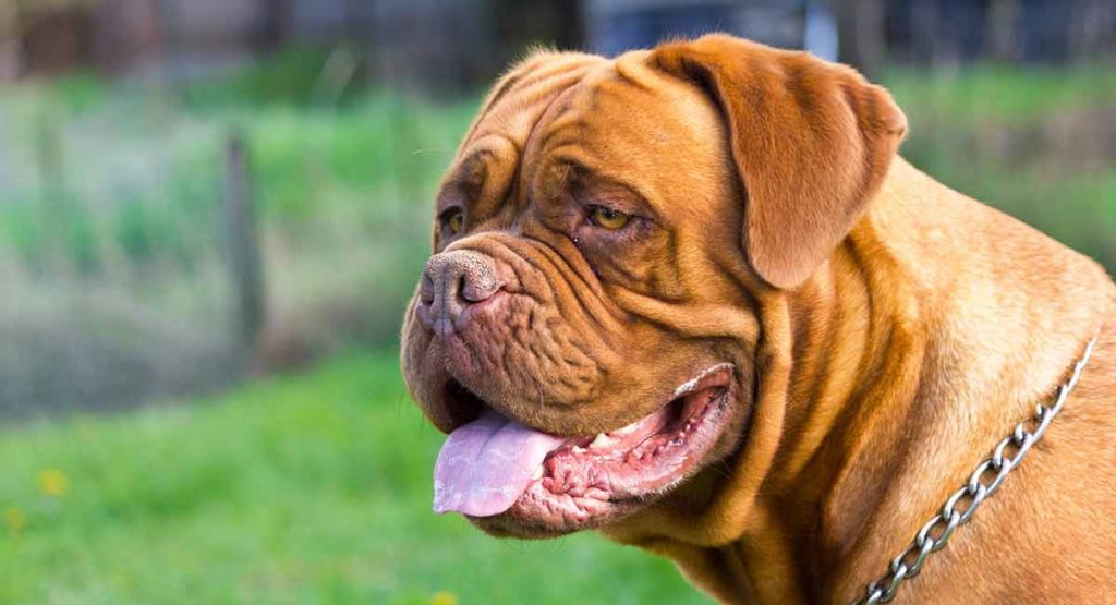 Top 10 Highest Bite Force Dogs in 2024 | DogExpress