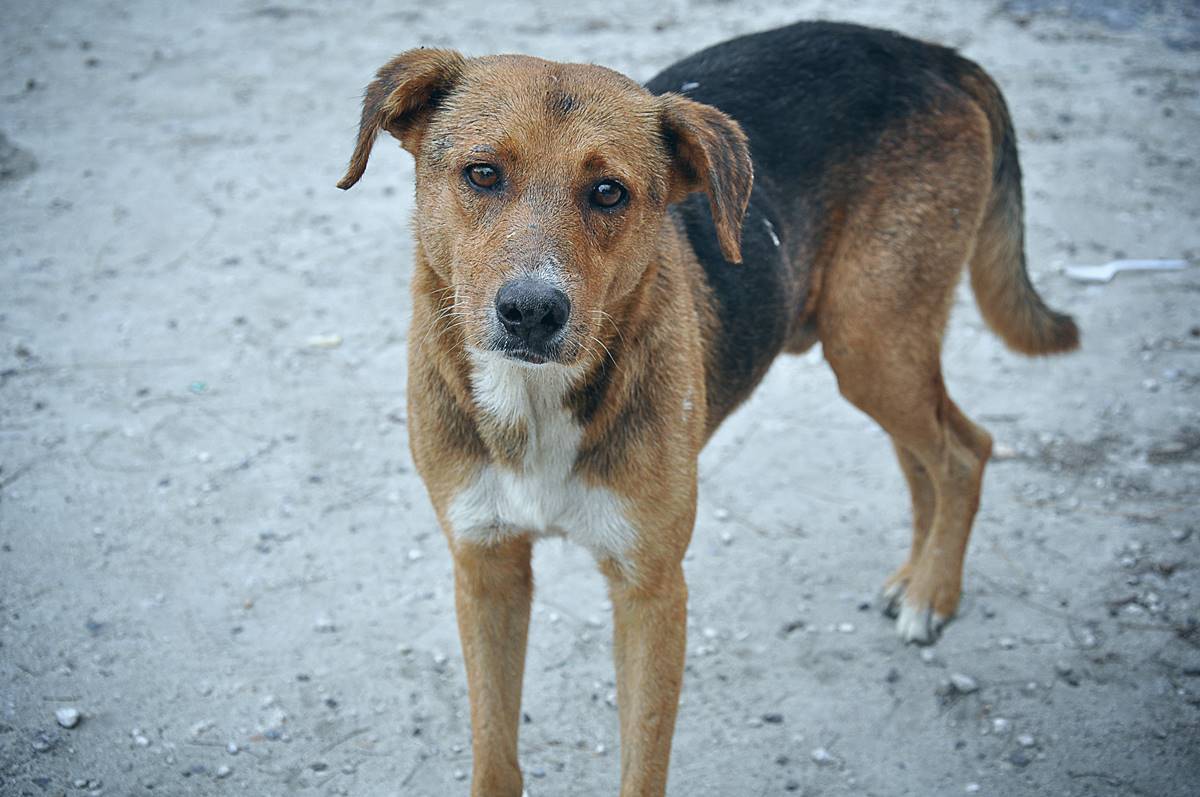 Dog Beaten Up by Security Guard, Critical | DogExpress