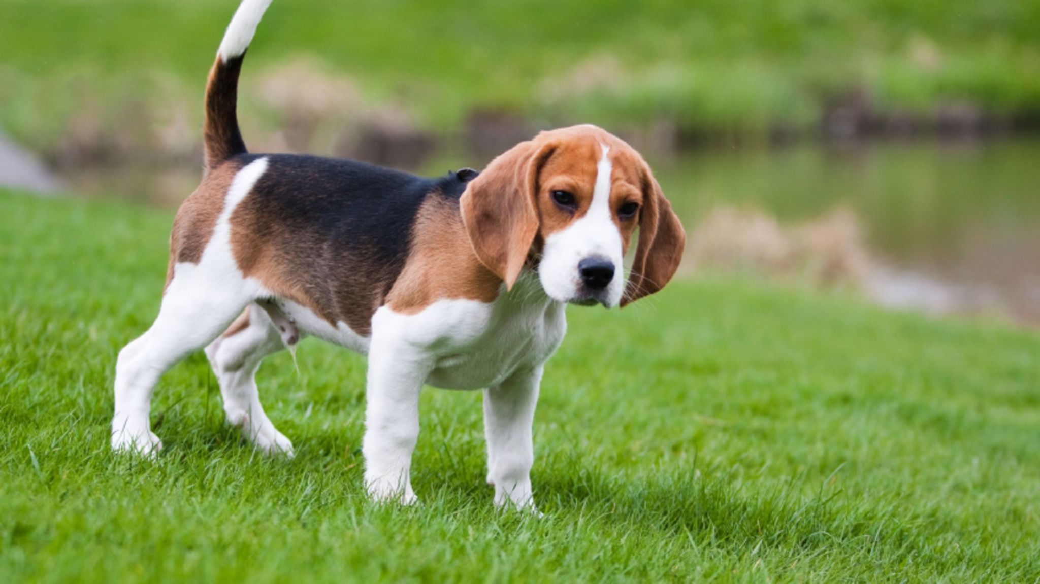 Beagle Cost in India | DogExpress