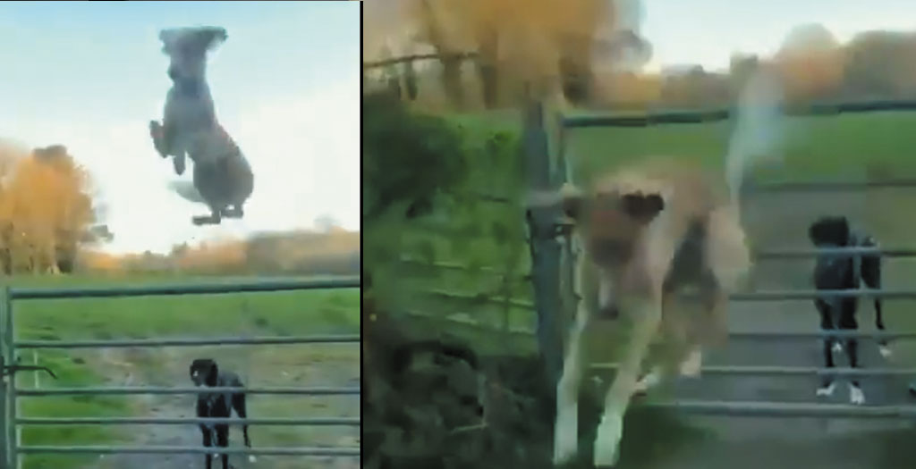 Dog Jumps Over Tall Gate in Hilarious Video | DogExpress