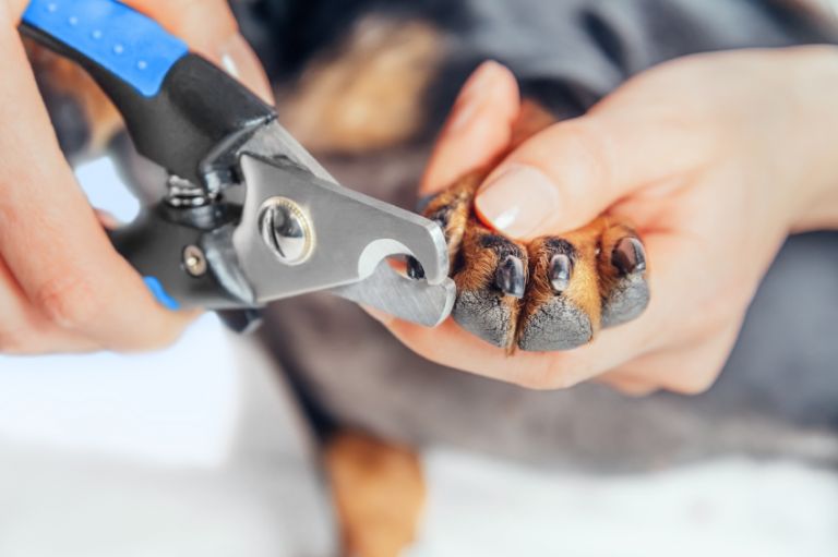 10 Common Dog Grooming Tools You Should Own - DogExpress