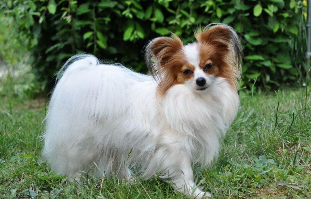 10 Low-Cost Dog Breeds | DogExpress