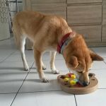 7 Ways to Keep Your Dog Entertained | DogExpress