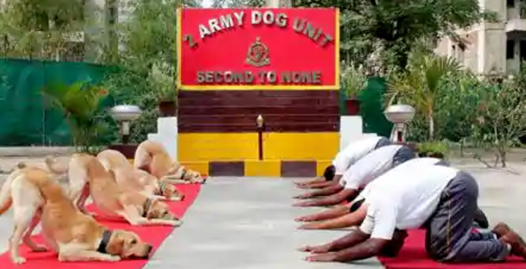 Indian Army Dogs Vida, Sophie Honoured with ‘Commendation Cards’ on ...