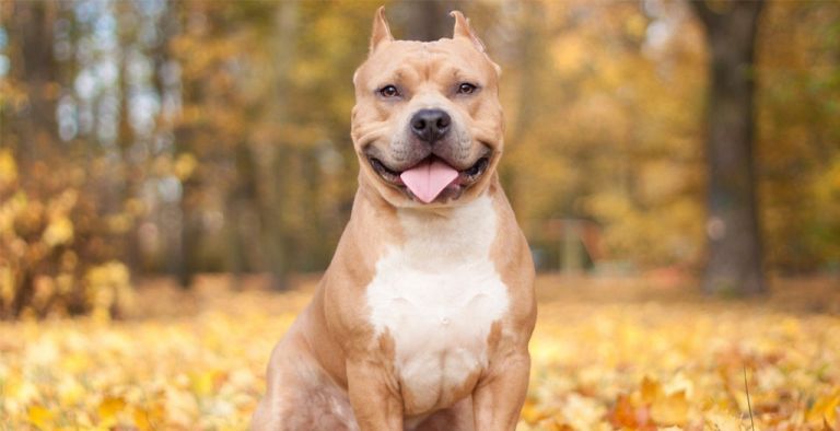 Introduction to Chocolate Pitbull The Rarest Dog | DogExpress