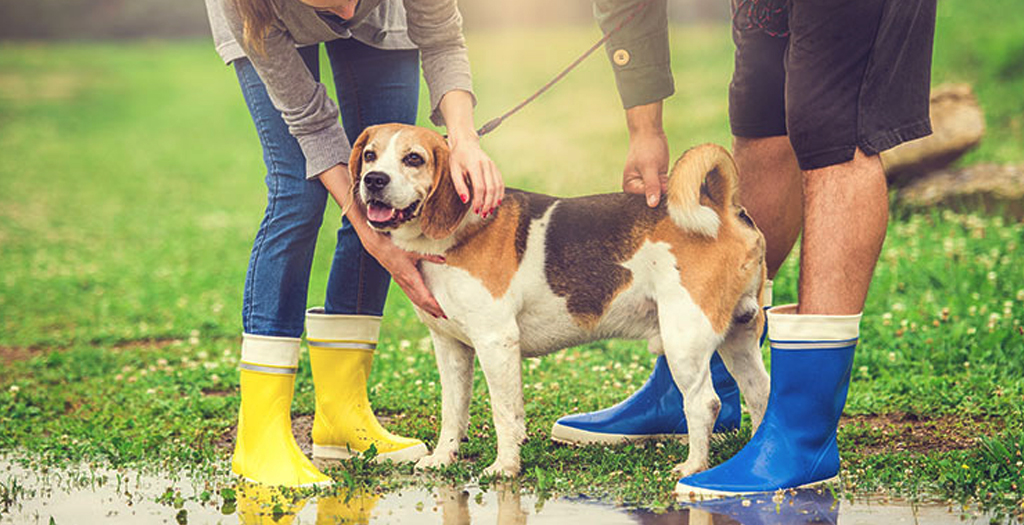 How To Take Care of Pet Dogs During Rainy Season | DogExpress
