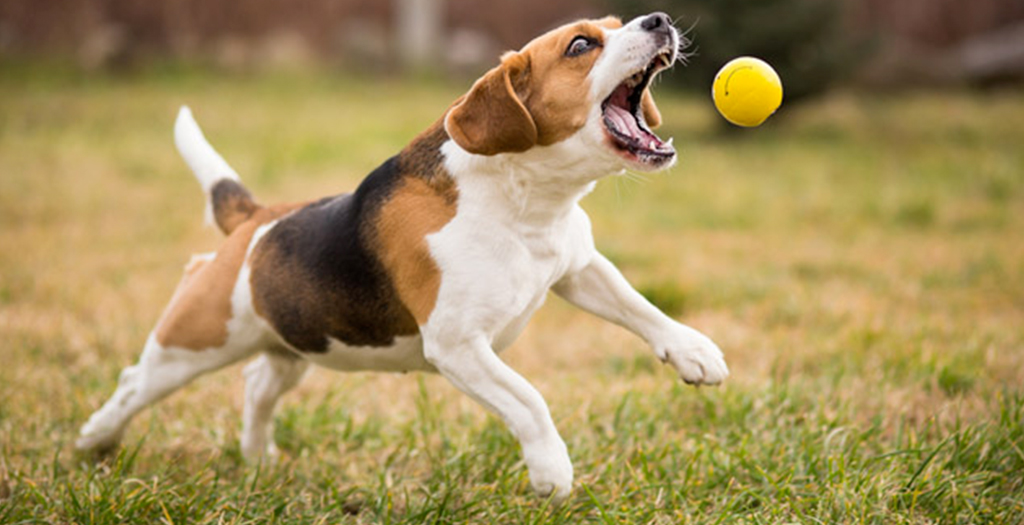 How to Teach your Dog to Fetch Perfectly? | DogExpress