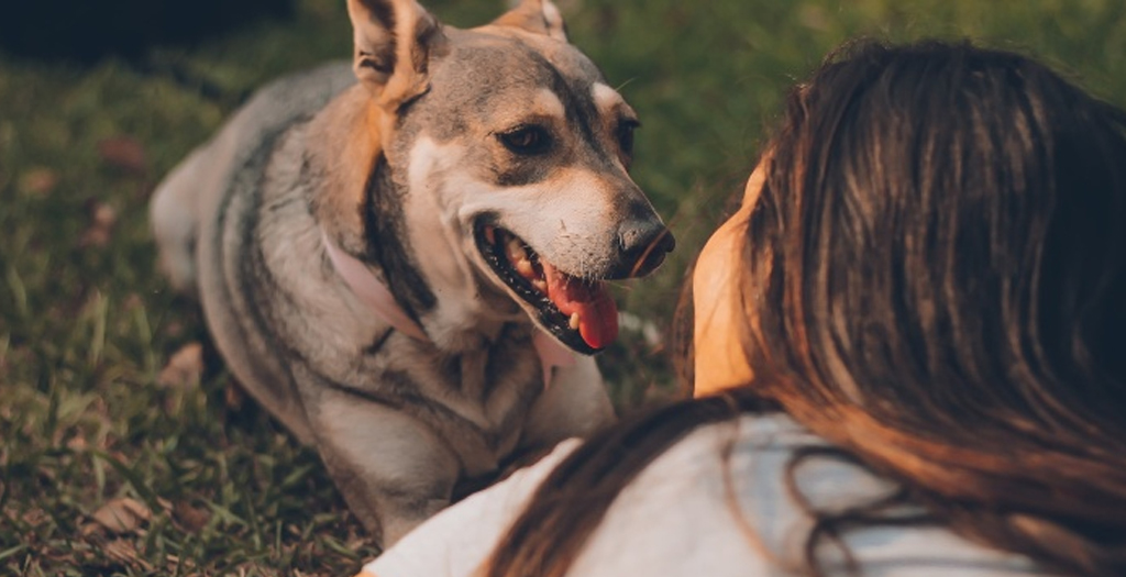 6 Reasons Why Dogs Are Considered Man’s Best Friend | DogExpress