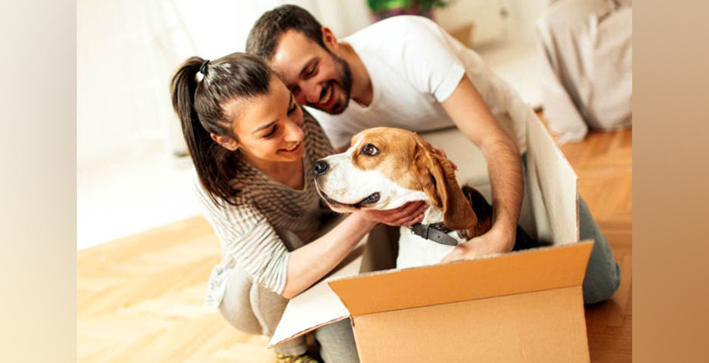 Moving Guide: How to make it Easier for You & Your Dog? | DogExpress