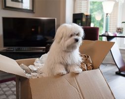 Moving Guide: How to make it Easier for You & Your Dog? | DogExpress