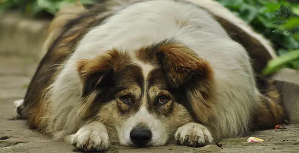 6 Warning Signs Your Dog Is Overweight | DogExpress