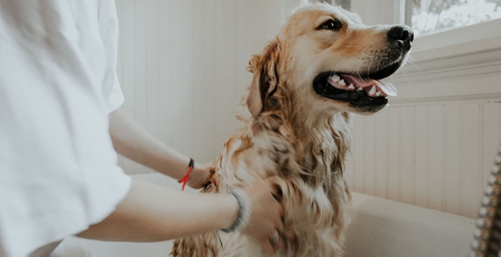Four Essential Hygiene Tips for Dog Owners | DogExpress